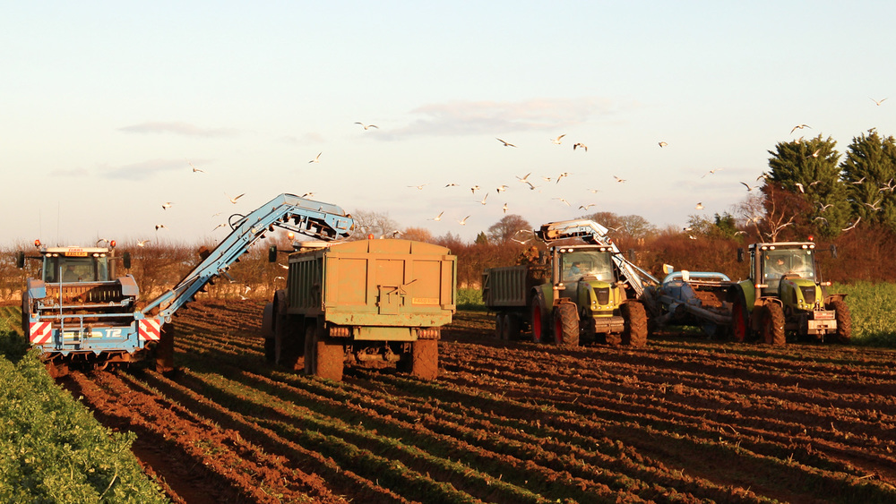 JACK BUCK FARMS Producer Spalding United Kingdom | Libertyprim
