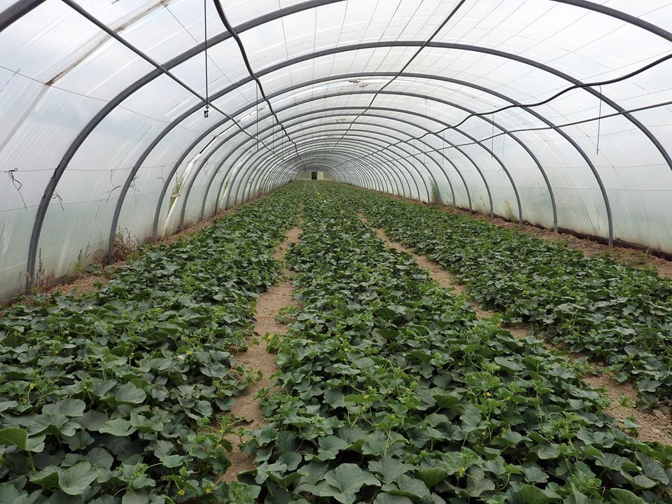 BERNARD CHIRON Producer Cheval-Blanc France | Libertyprim