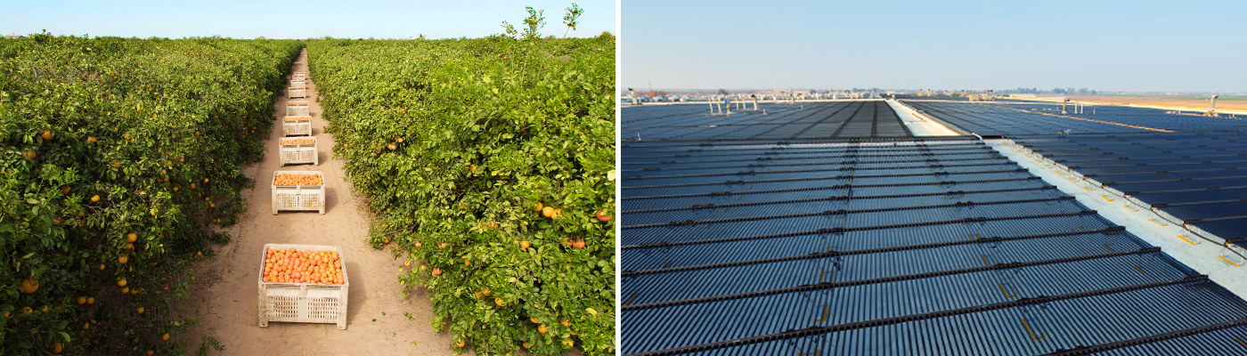 WONDERFUL CITRUS Producteur Delano Etats-Unis | Libertyprim