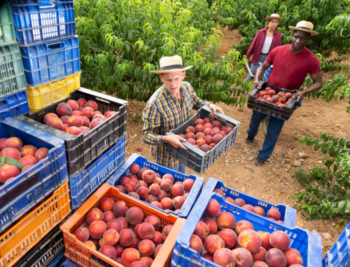 Fruit and vegetable export shippers: The essential link in the ...