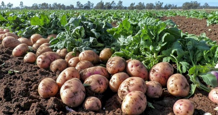 Potato Farming in France: A Booming Industry | Libertyprim
