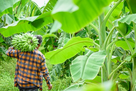 The Banana: A Key Fruit in Consumers' Baskets | Libertyprim