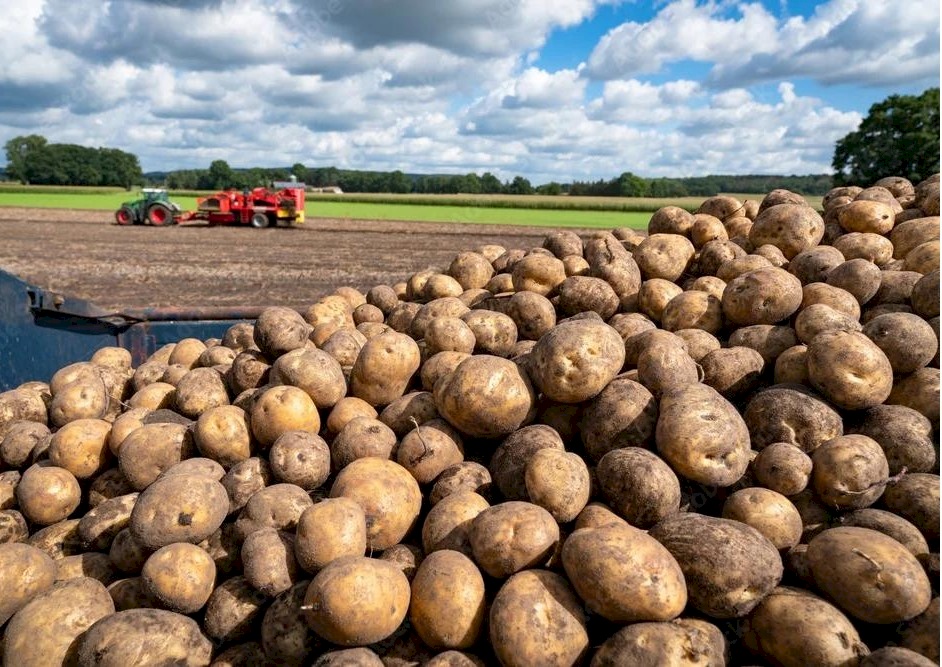 Potato Farming in France: A Booming Industry | Libertyprim