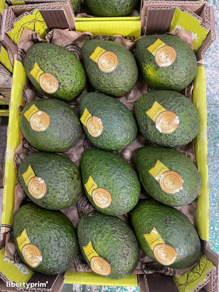 Avocado Hass Peru Wholesaler - Grupo Plátanos López | Libertyprim