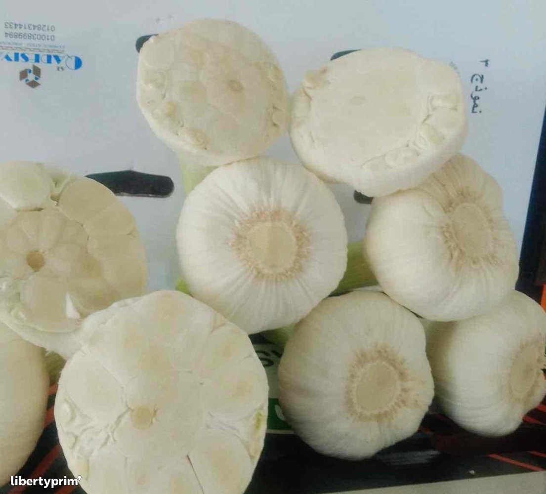 Garlic Egypt Import & Export - IPSUD | Libertyprim