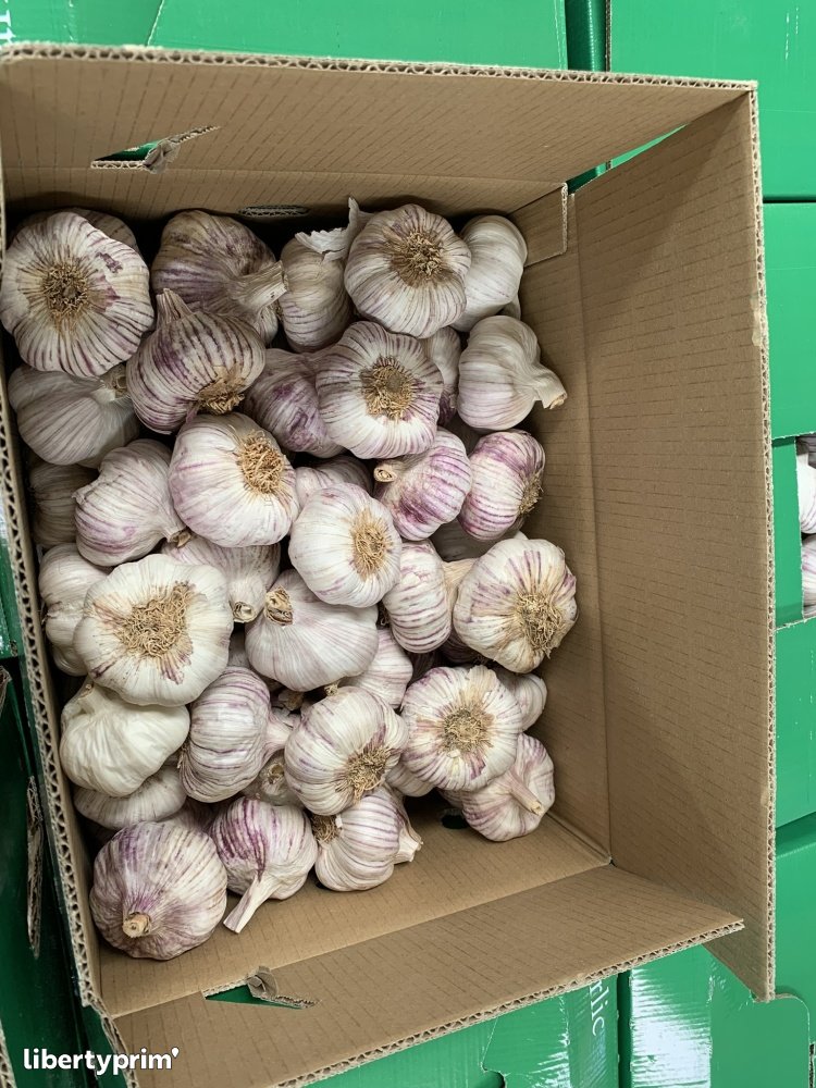 Garlic Class 1 Spain Producer - AJOS MAJITO GOMEZ | Libertyprim
