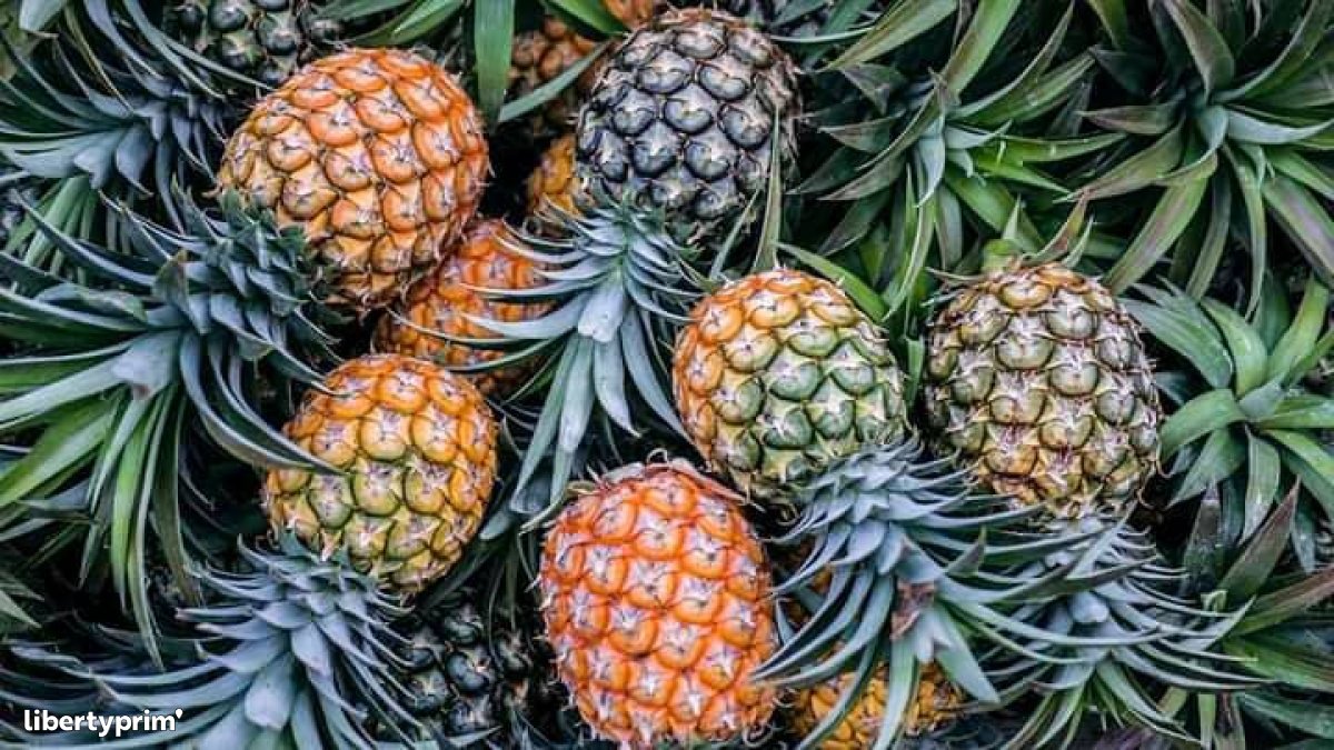 Ananas Bénin Import & Export - Société espoir2000 | Libertyprim