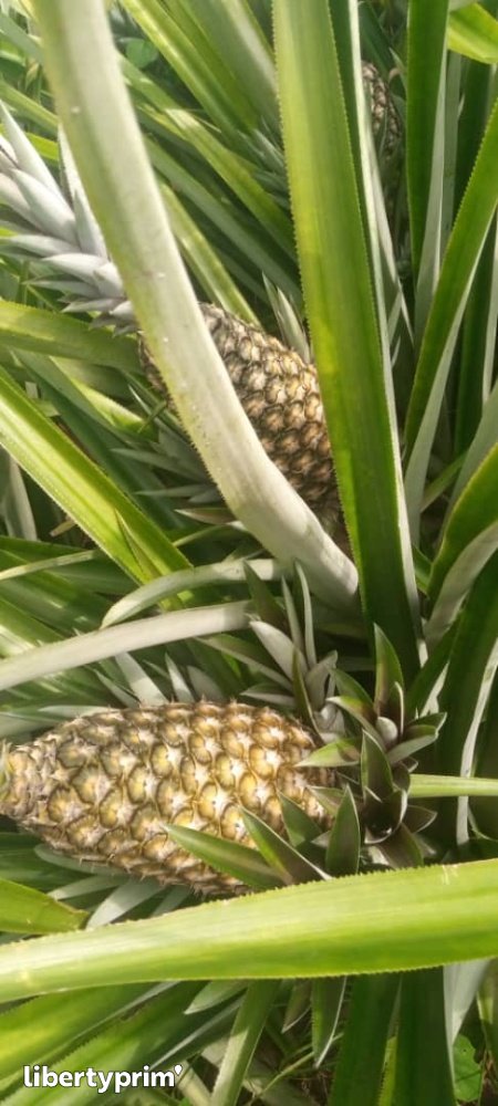 Pineapple Cayenne Benin Producer - SAVEUR DU BENIN SARL | Libertyprim
