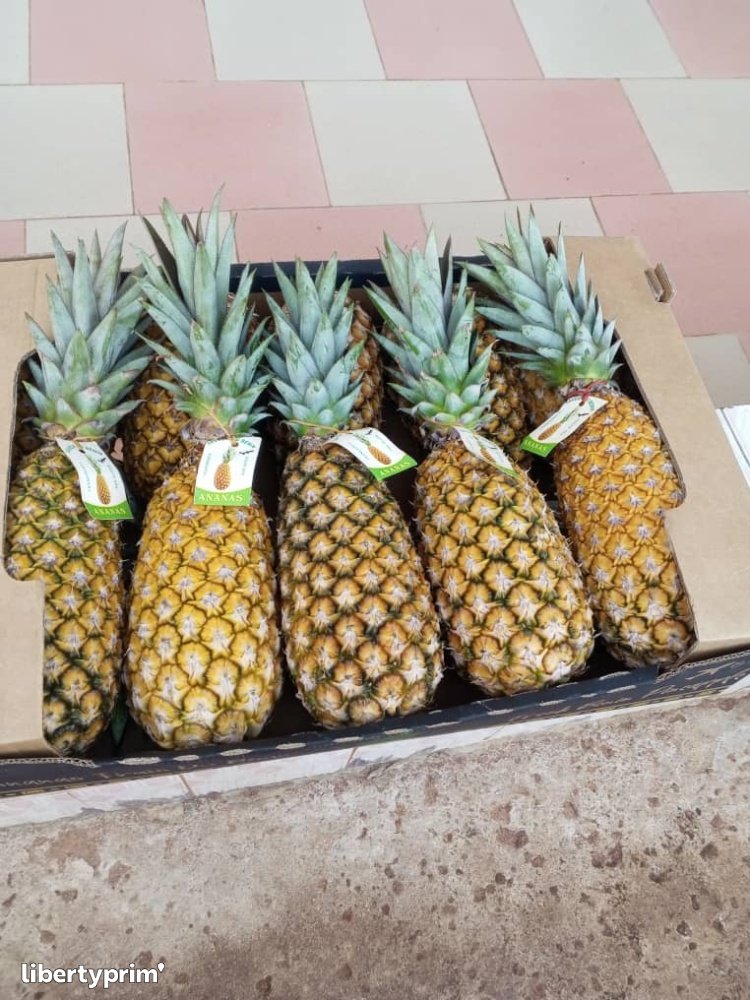 Pineapple Cayenne Benin Producer - SAVEUR DU BENIN SARL | Libertyprim