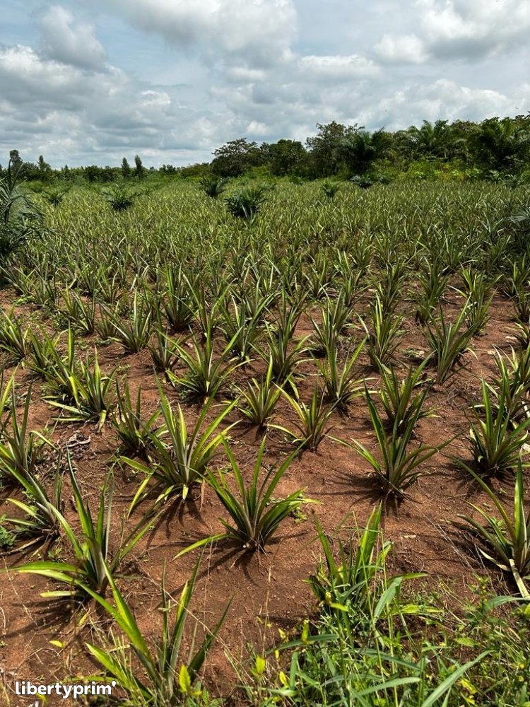 Ananas Pain De Sucre Catégorie 1 Bénin Producteur - Rouge Palme ...