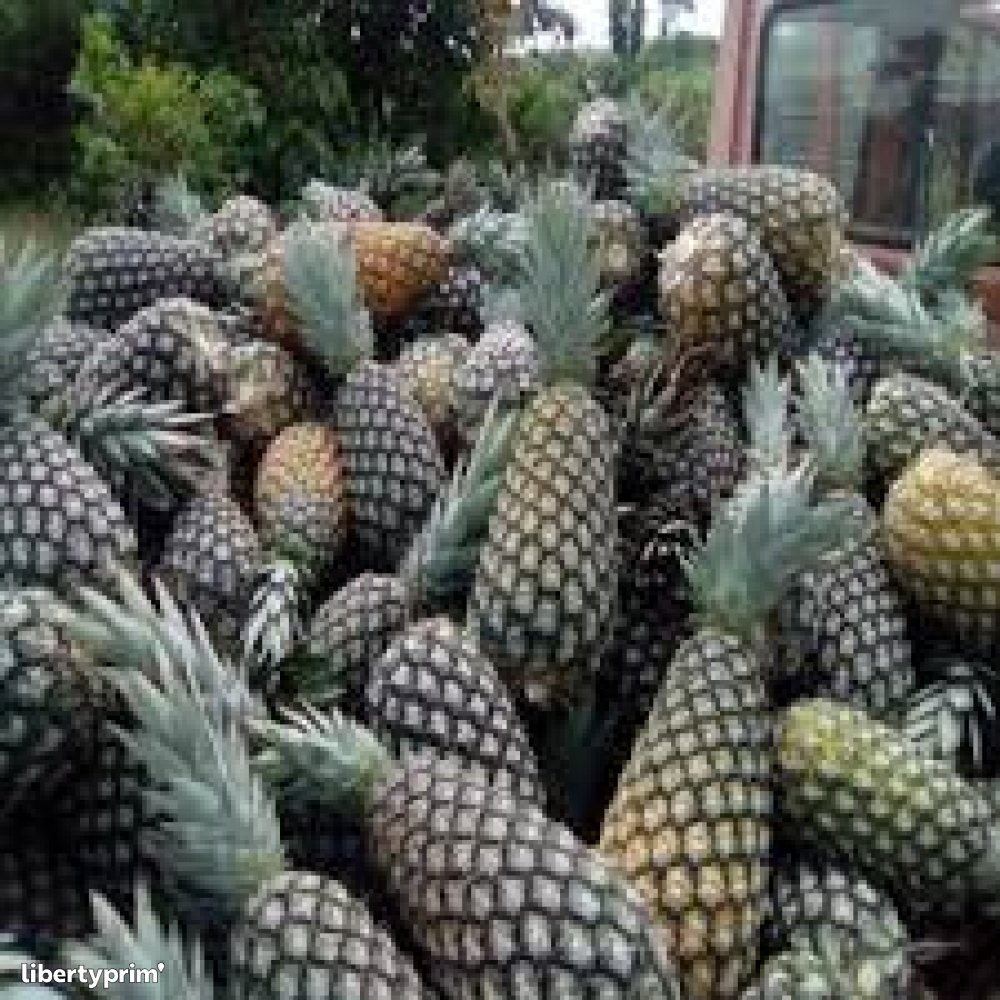 Ananas Pain De Sucre Catégorie 1 Bénin Producteur - Rouge Palme ...