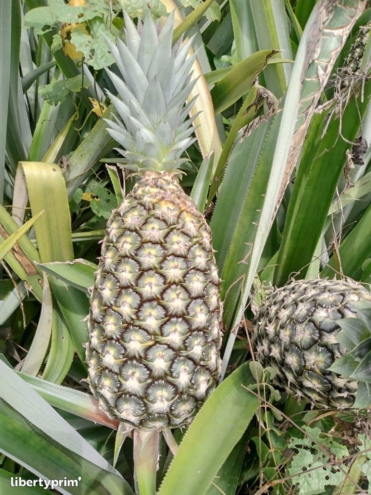 Ananas Pain De Sucre Catégorie 1 Bénin Producteur - Rouge Palme ...