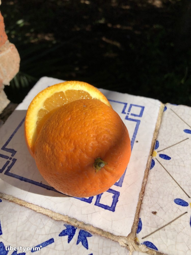 Orange Slices Class 1 Italy Producer - Az Agricola di Rosario ...
