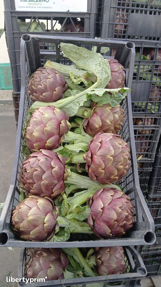 Artichoke Apollo Class 1 Italy Shipper & Distributor - NOVAZUR PRIMEURS ...