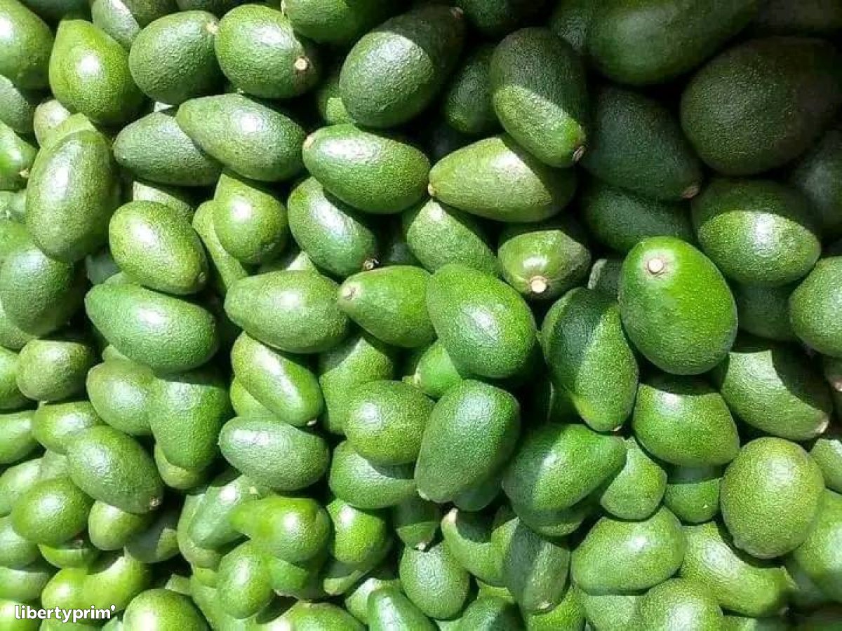 Avocado Fuerte Class 1 Kenya Producer - Roypack Enterprises Limited ...