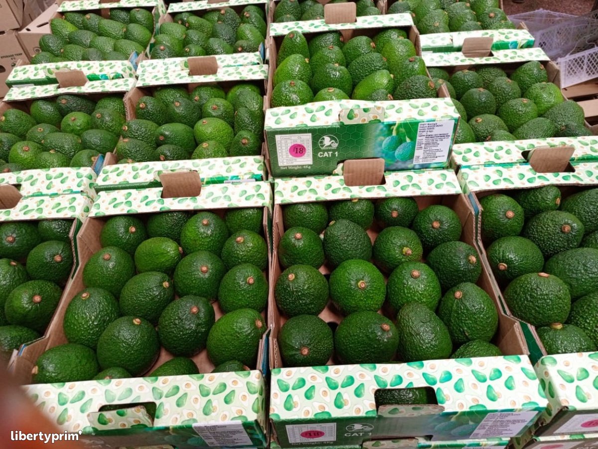 Avocado Hass Class 1 Tanzania Import And Export Executive World Trade