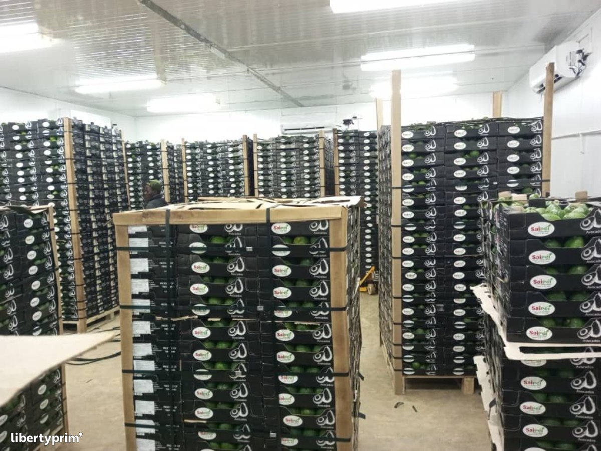 Avocado Hass Class 1 Tanzania Import And Export Trinity Logistics T