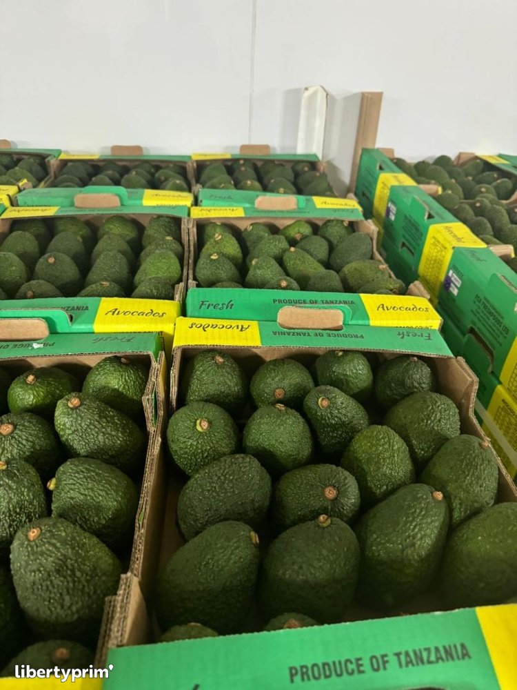 Avocado Hass Class 1 Tanzania Import & Export - Maufresh growers and ...