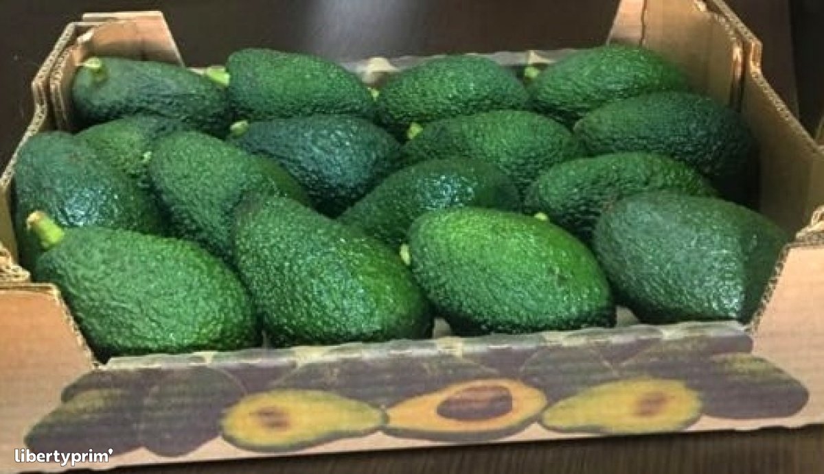 Avocado Hass Class 1 Morocco Import & Export - Wobyk Trade | Libertyprim