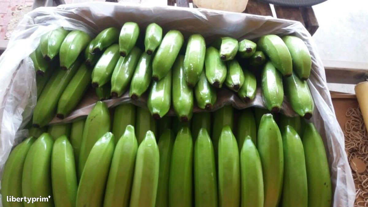Banana Cavendish Ivory Coast Import & Export - Sifneg | Libertyprim