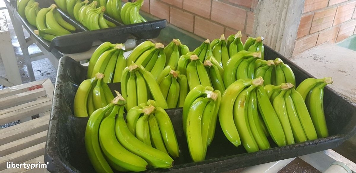 Banana Cavendish Ivory Coast Import & Export - Sifneg | Libertyprim