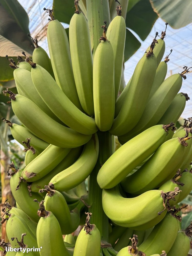 Banana Green Extra Morocco Import & Export - DOMAINE BEN TALEB ...