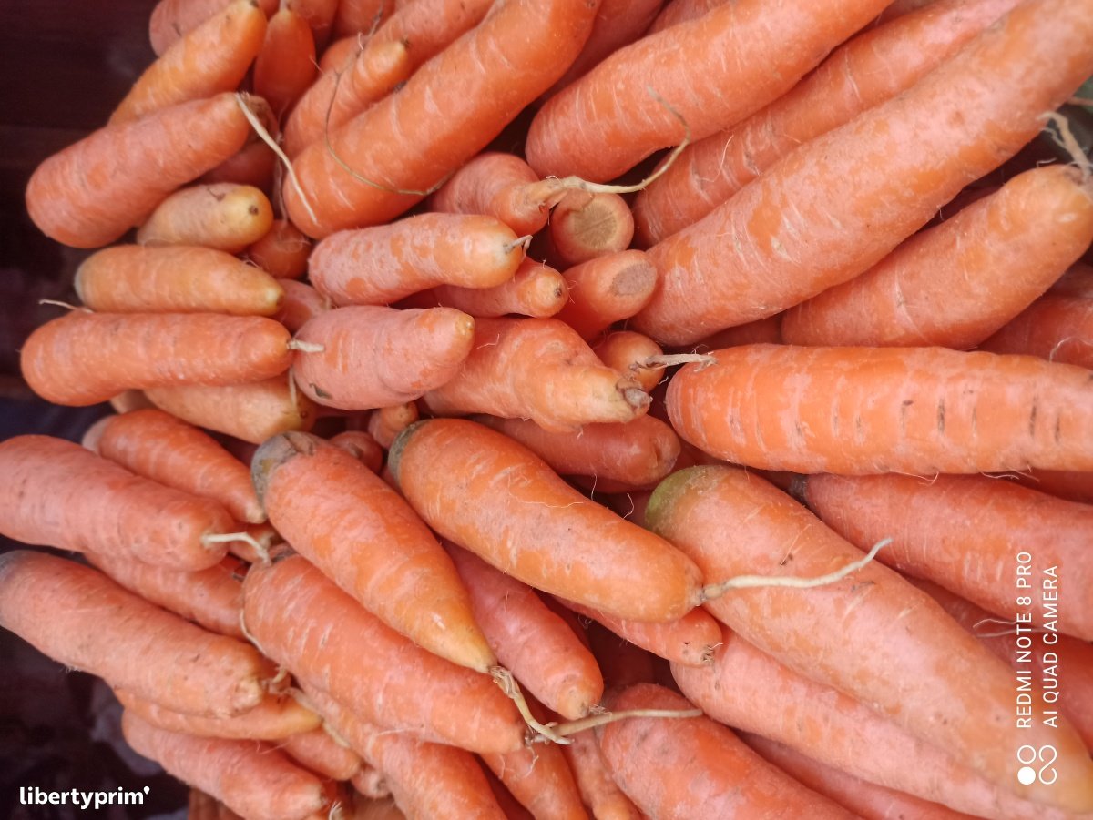 Carrot New Class 1 Madagascar Producer - ALPHONSE COMMERCE | Libertyprim