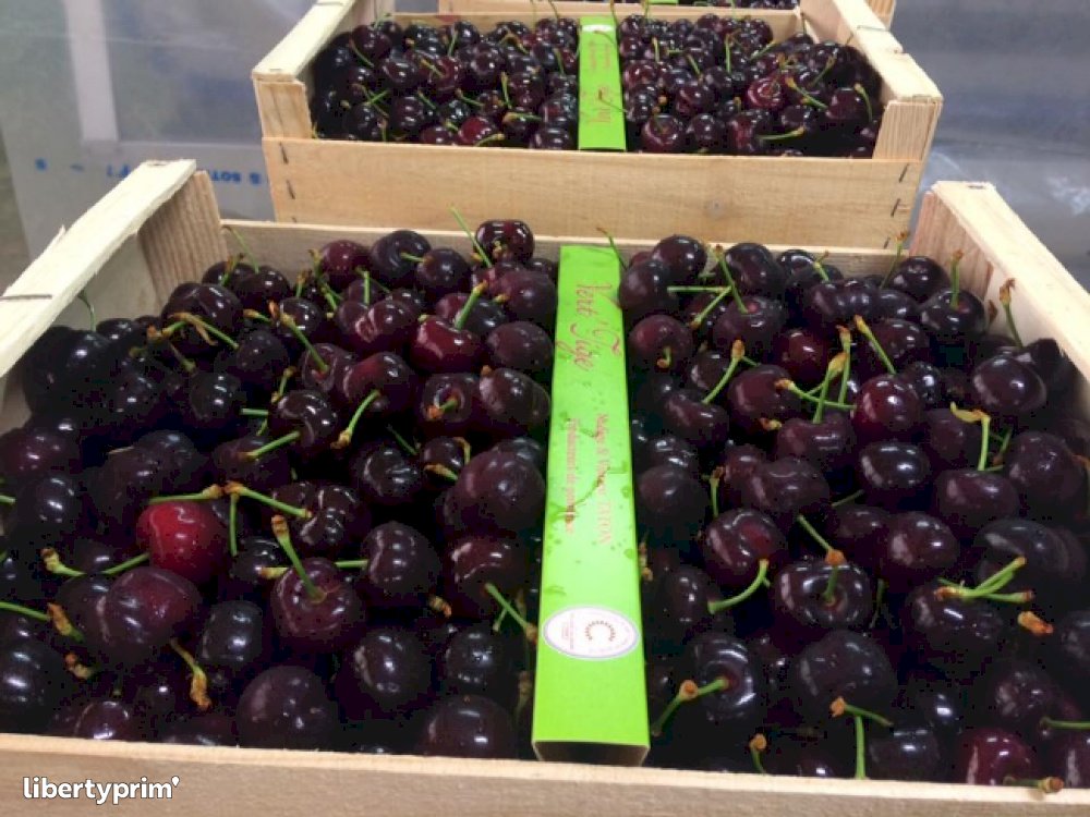 Cerise France Producteur - VERT'TIGE | Libertyprim