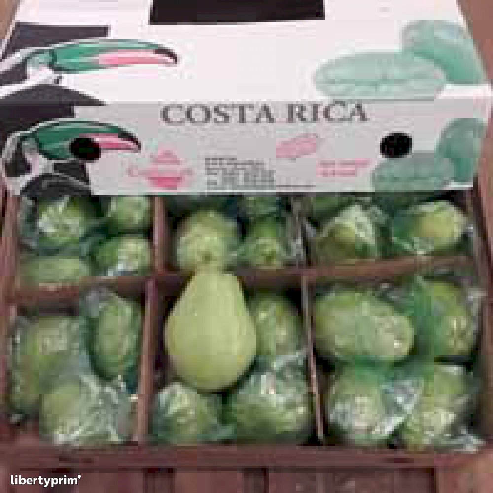 Chayote Class 1 Costa Rica Import & Export - Tropiland | Libertyprim