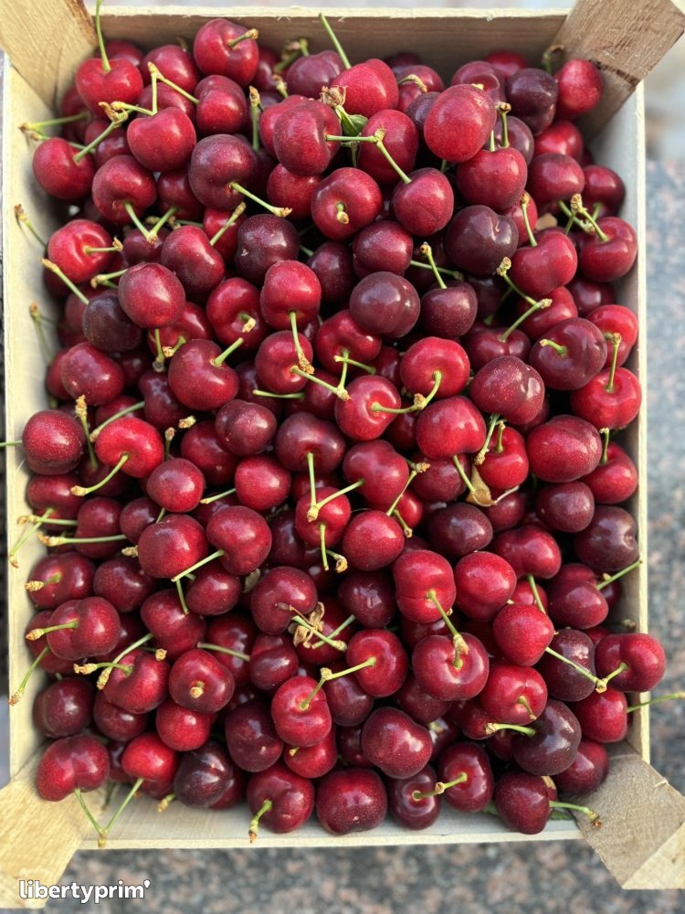 Cherry Folfer Class 1 Moldova Shipper & Distributor - Prodcar Srl ...