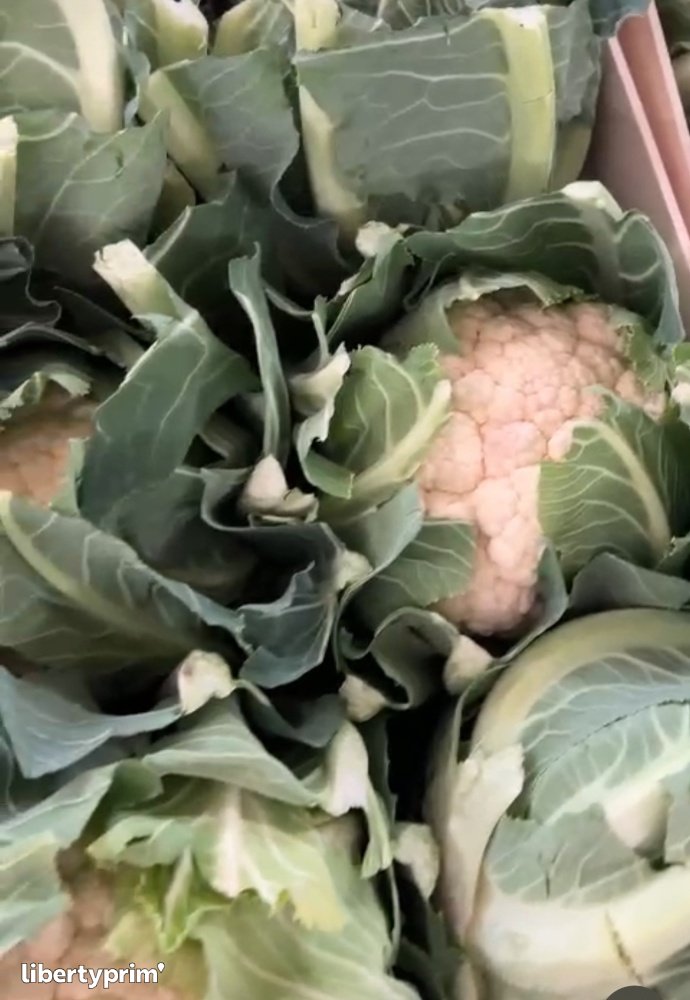 Cabbage Cauliflower Class 1 Italy Shipper & Distributor - NOVAZUR ...