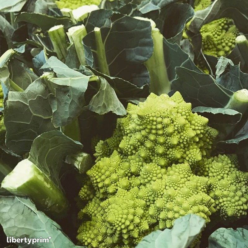 Chou Romanesco Italie Grossiste - PRIMIZIEXPRESS | Libertyprim