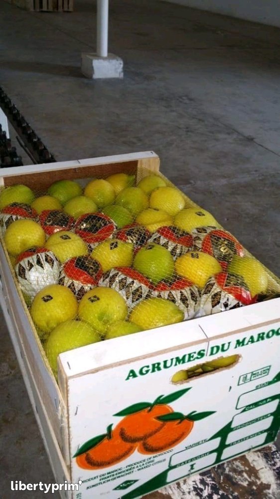Lemon Eureka Class 1 Morocco Import & Export - copac plant | Libertyprim