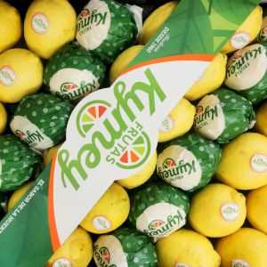 Lemon Primofiore Class 1 Spain Shipper & Distributor - GUILLEM EXPORT ...
