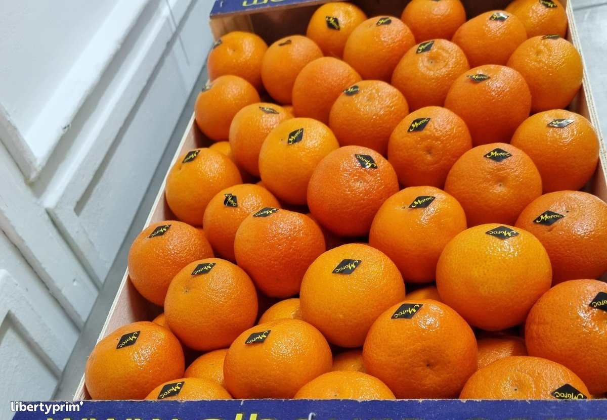 Clementin Class 1 Morocco Import & Export - Solen Energia Solar Sl ...