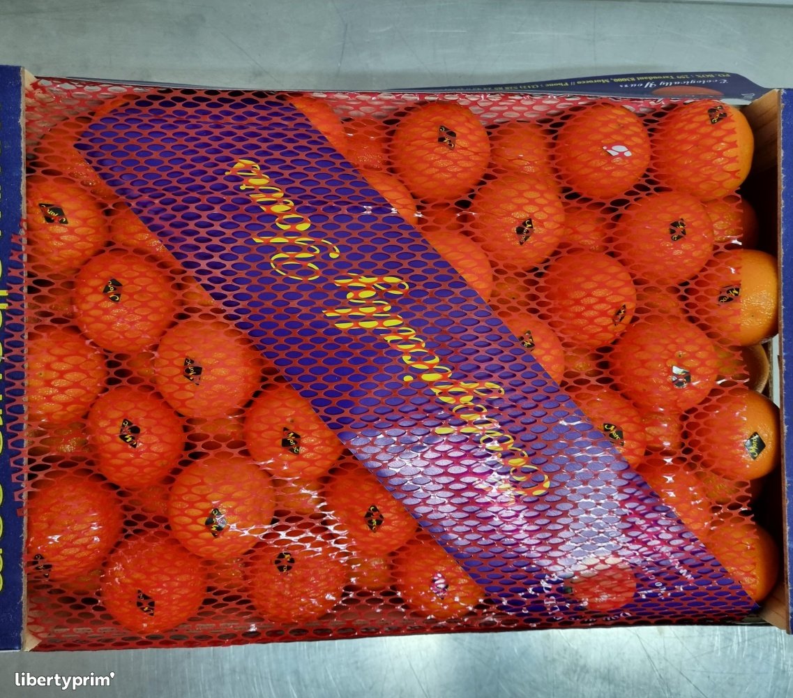 Clementin Class 1 Morocco Import & Export - Solen Energia Solar Sl ...
