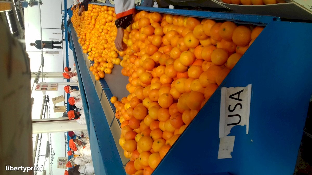 Clémentine Catégorie 1 Maroc Import & Export - FRESHWAY | Libertyprim