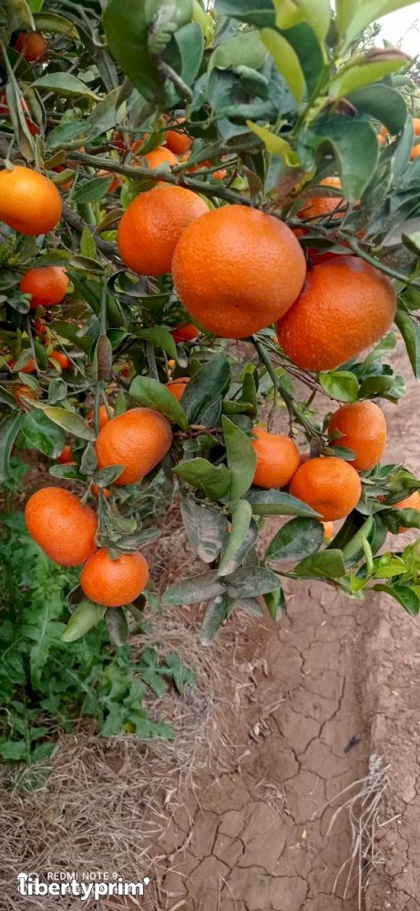 Clementin Class 1 Morocco Producer - Green seafood company | Libertyprim