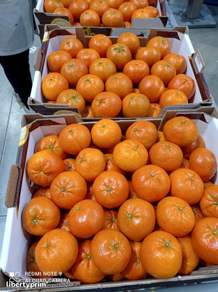 Clementin Class 1 Morocco Producer - Green seafood company | Libertyprim
