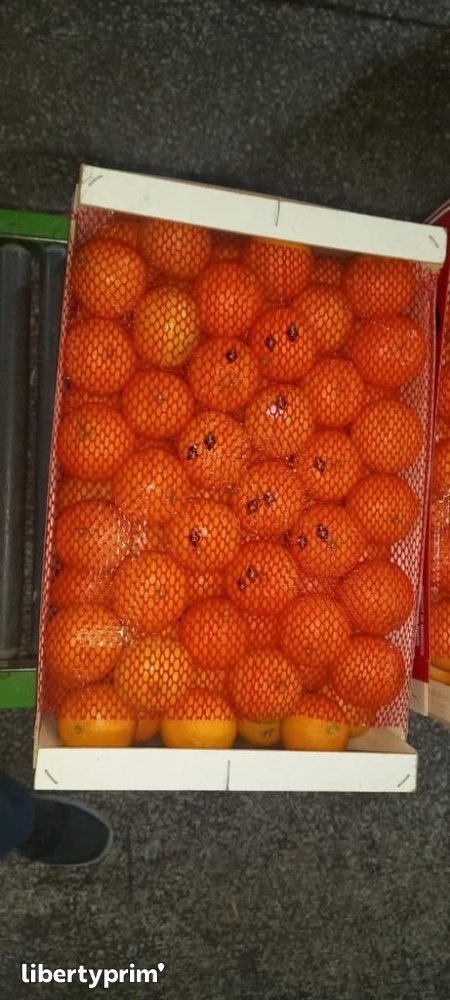 Clémentine Catégorie 1 Maroc Import & Export - CME Solutions | Libertyprim