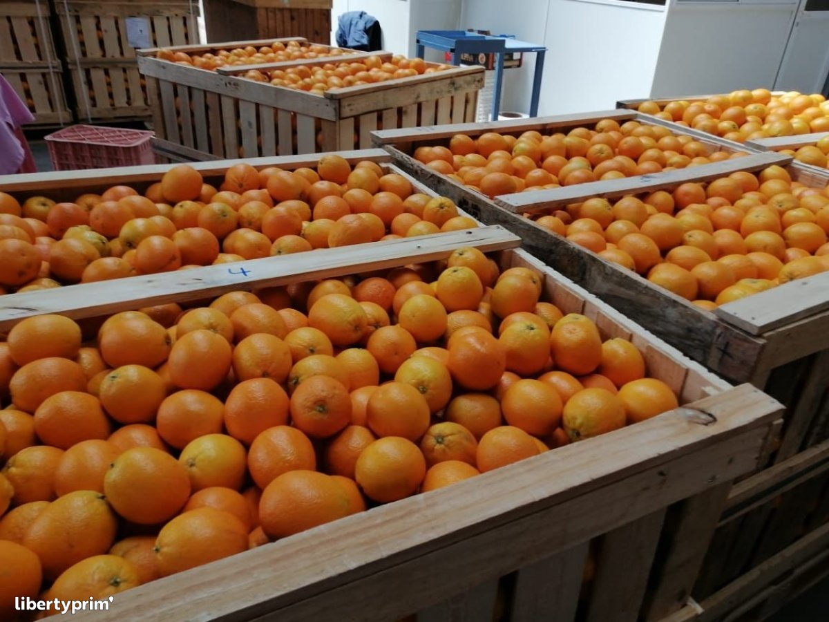 Clémentine Catégorie 1 Maroc Import & Export - CME Solutions | Libertyprim