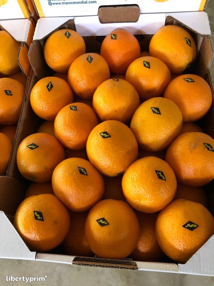 Clementin Morocco Shipper & Distributor - ART LOG | Libertyprim