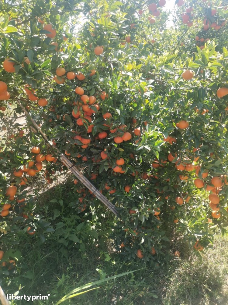 Clementin Morocco Shipper & Distributor - ART LOG | Libertyprim