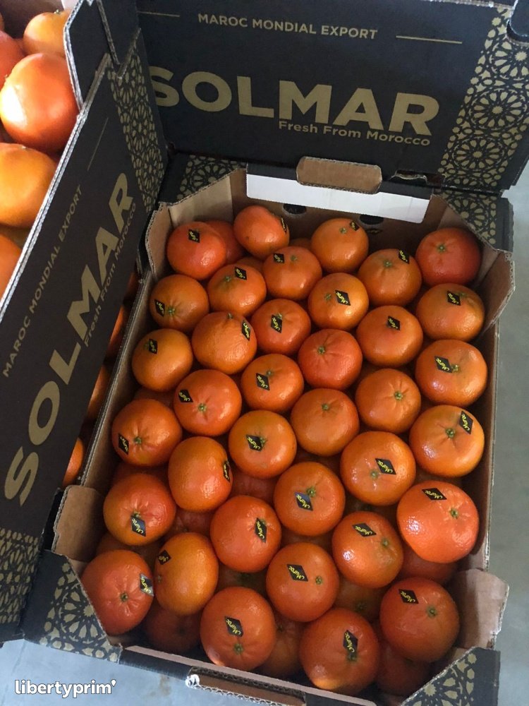 Clementin Morocco Shipper & Distributor - ART LOG MAROC | Libertyprim