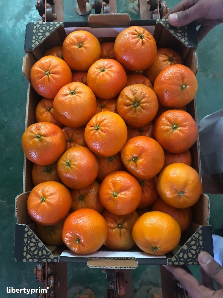 Clementin Morocco Shipper & Distributor - ART LOG MAROC | Libertyprim