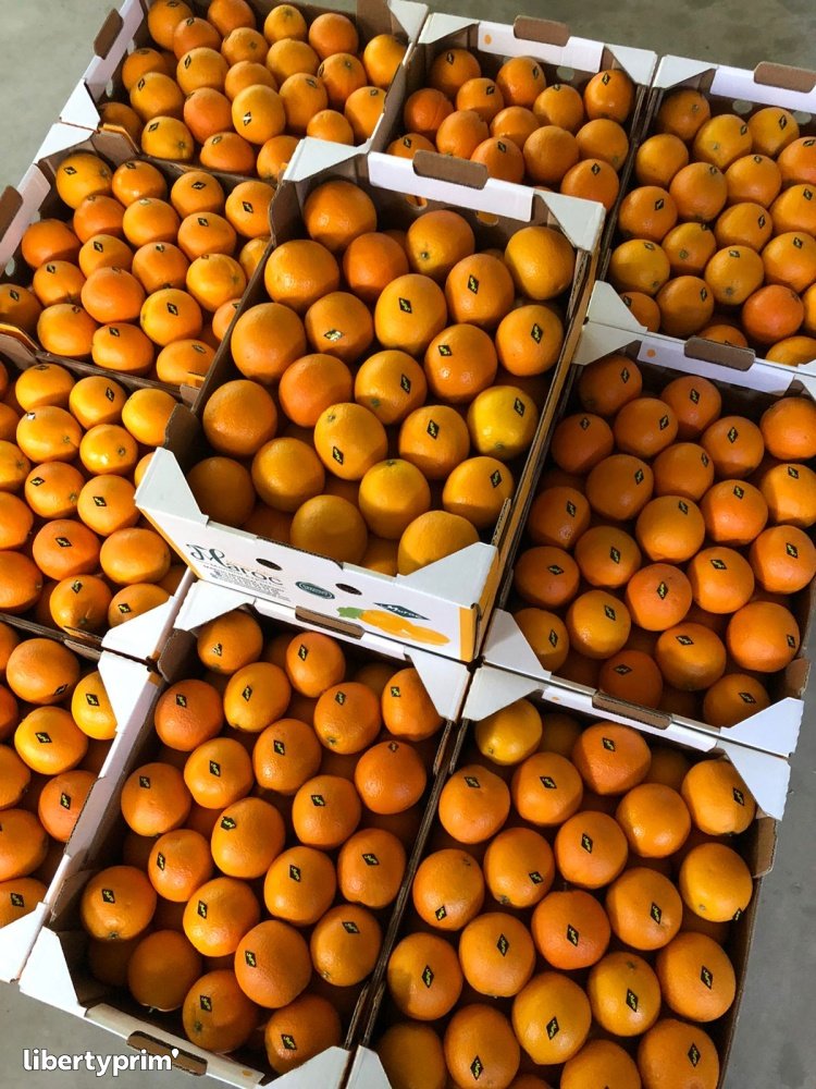 Clementin Morocco Shipper & Distributor - ART LOG | Libertyprim