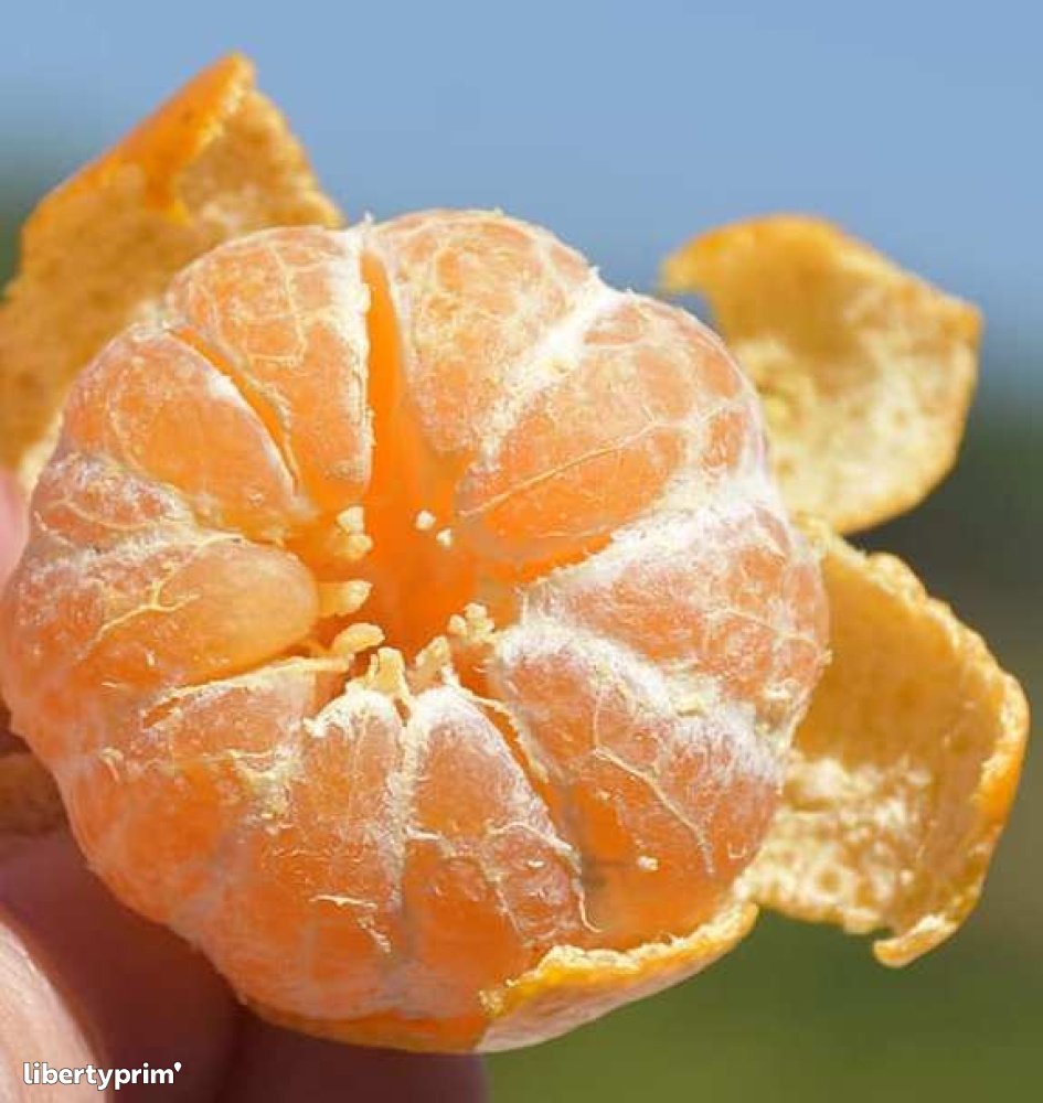 Clementin Orogrande Class 1 Morocco Import & Export - MA.STAND ...