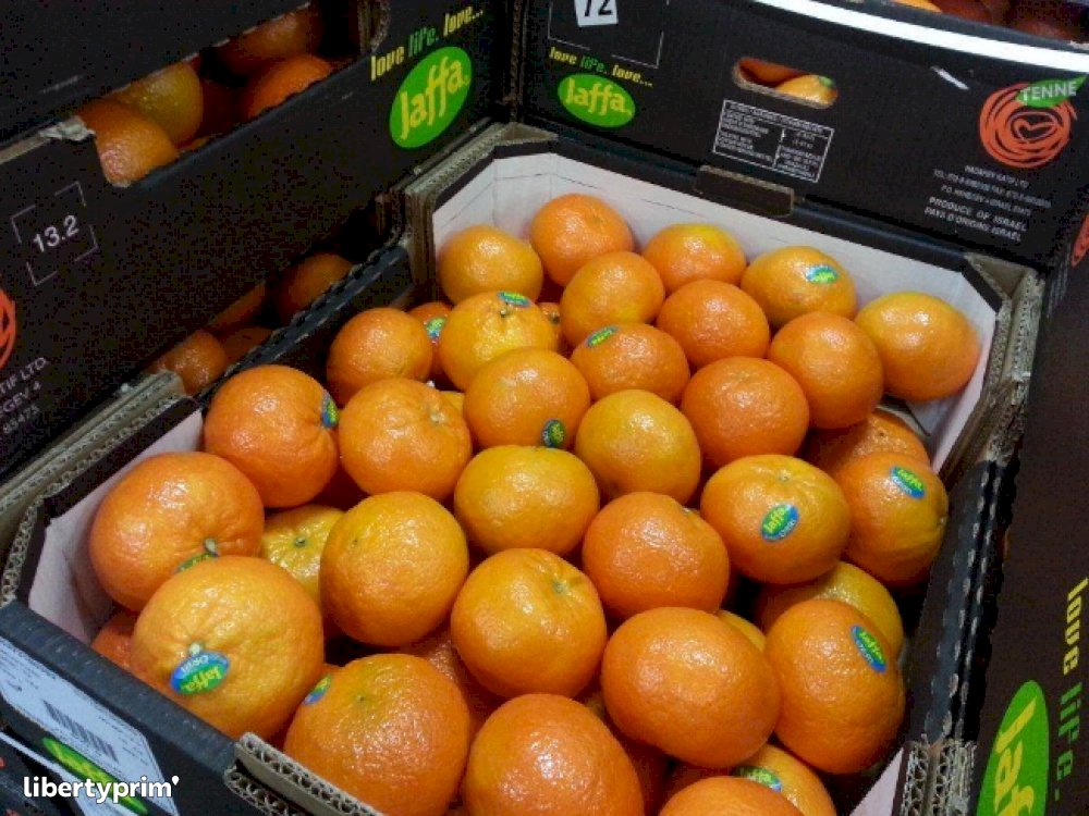 Clémentine Orogrande Israël Import & Export - INDIANA IMPORT | Libertyprim