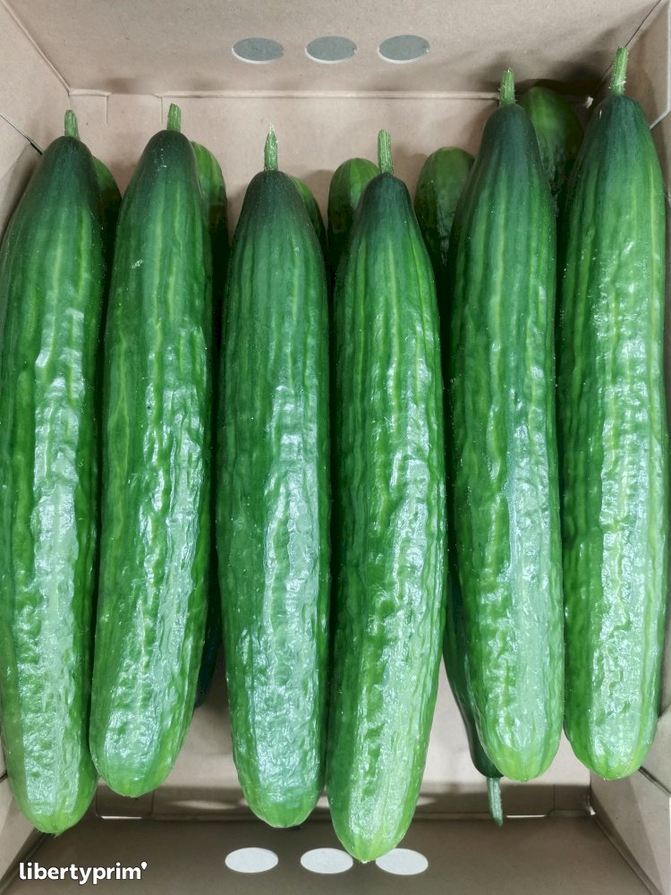 Cucumber Dutch Class 1 France Shipper & Distributor - GUILLEM EXPORT ...