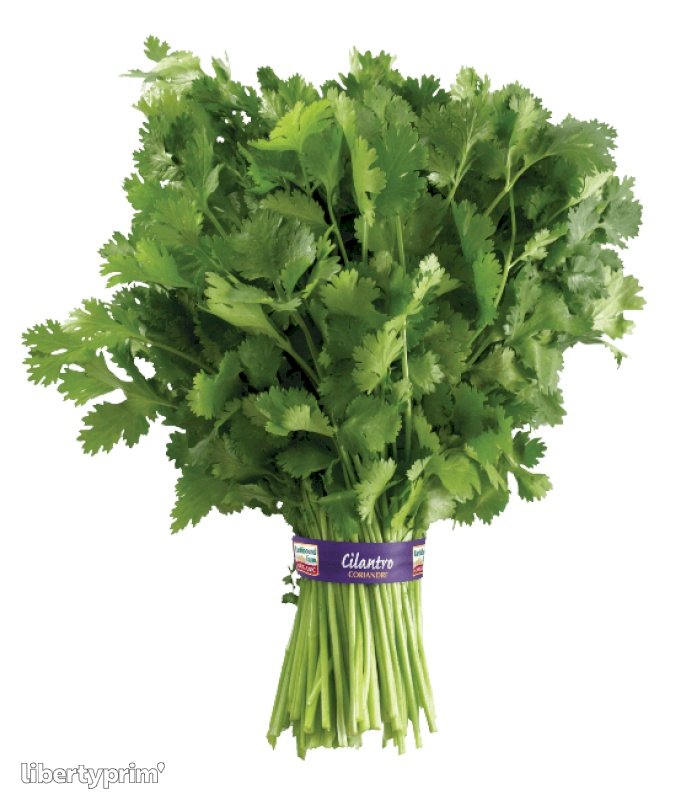 Cilantro Extra Estados Unidos Productor - EARTHBOUND FARM | Libertyprim